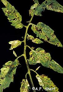 Gray Leaf Spot: how to identify and treat gray leaf spot in tomatoes
