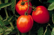 Tomato Dirt: growing tomatoes, gardening tips, tomato facts
